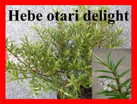 Plants Hebes | Product categories | Orari Nursery Online