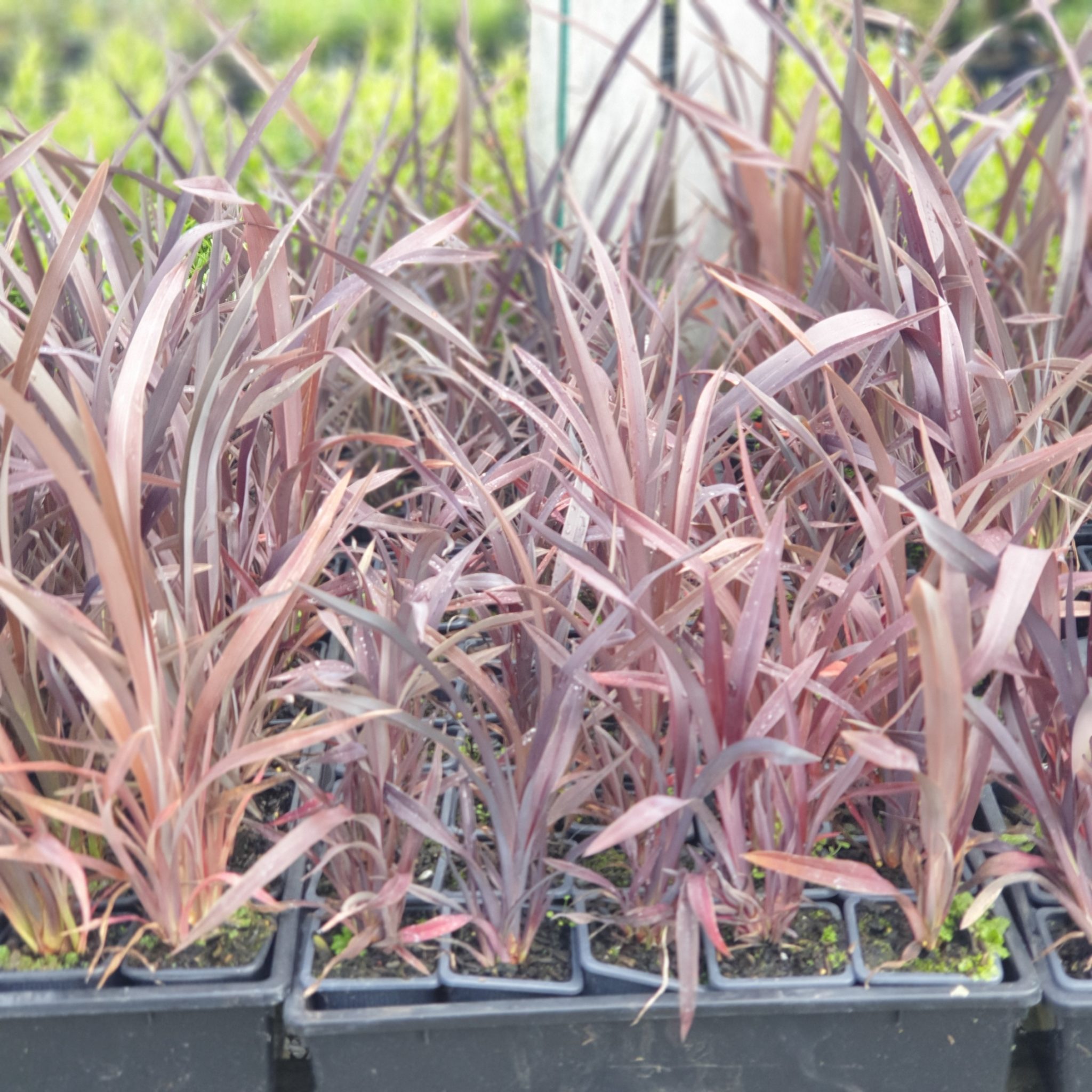 Phormium Flax 7cm Tubes. 2nds 42 Plants per carton | Orari Nursery Online