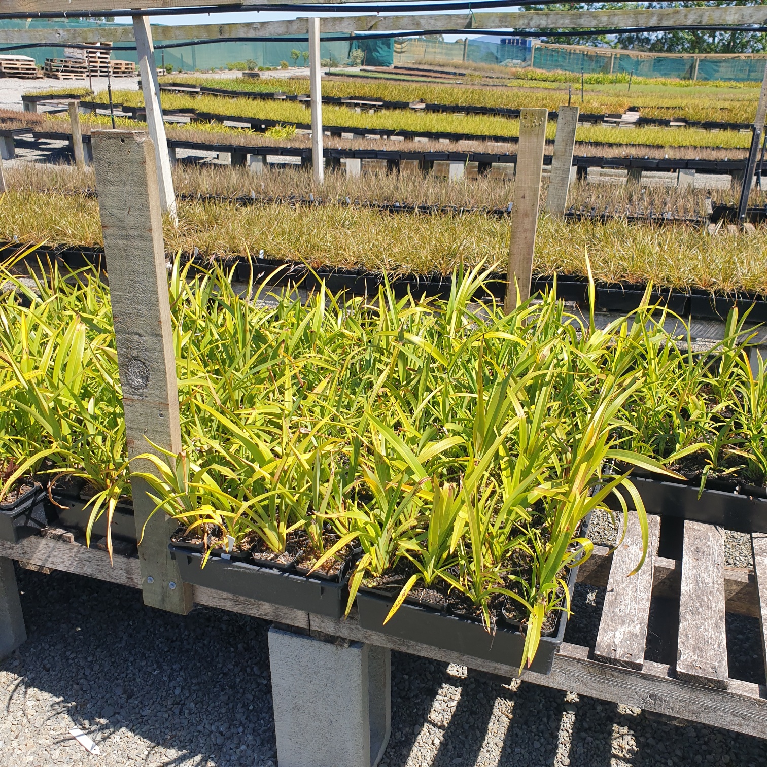 Phormium cookianum. Mountain Flax 7cm Tubes. 42 Plants per carton ...