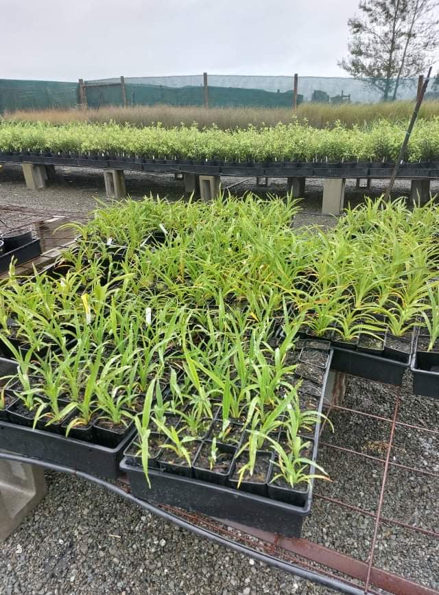 Phormium cookianum. Mountain Flax 7cm Tubes. 42 Plants per carton ...