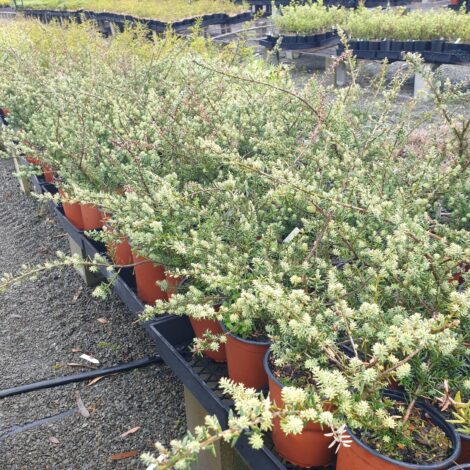 Podocarpus totara Matapouri Blue x 50 Large Grade | Orari Nursery Online